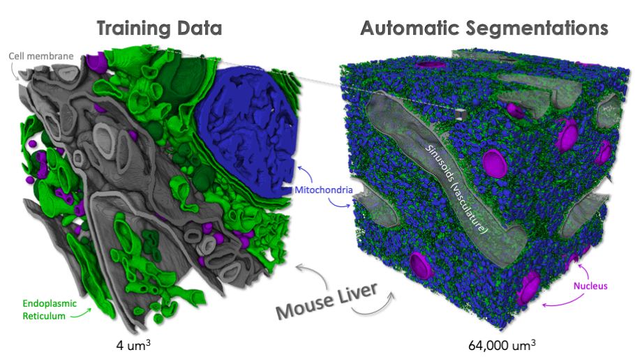 CellMap | Janelia Research Campus
